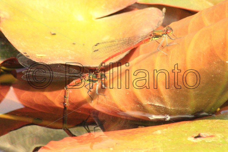 Large red damselfly - Brillianto Images