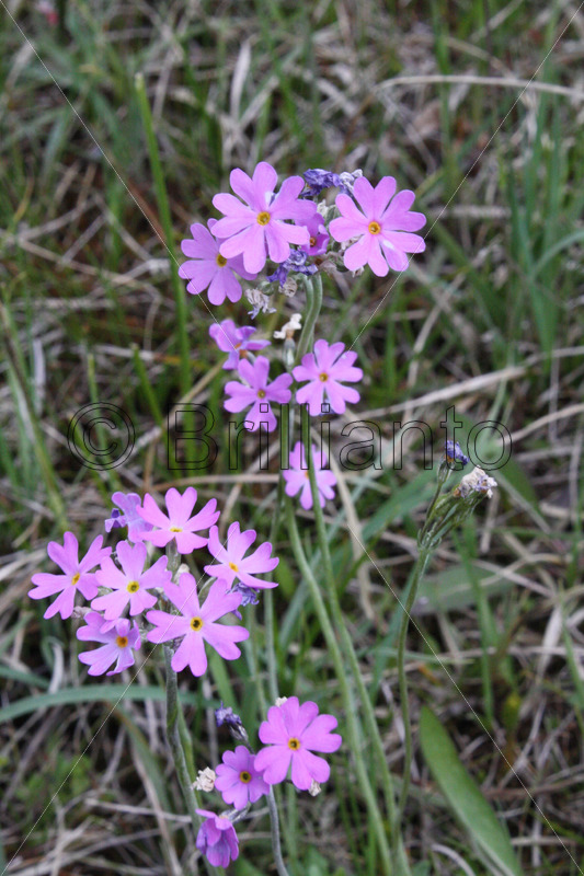 bird's eye primrose - Brillianto Images