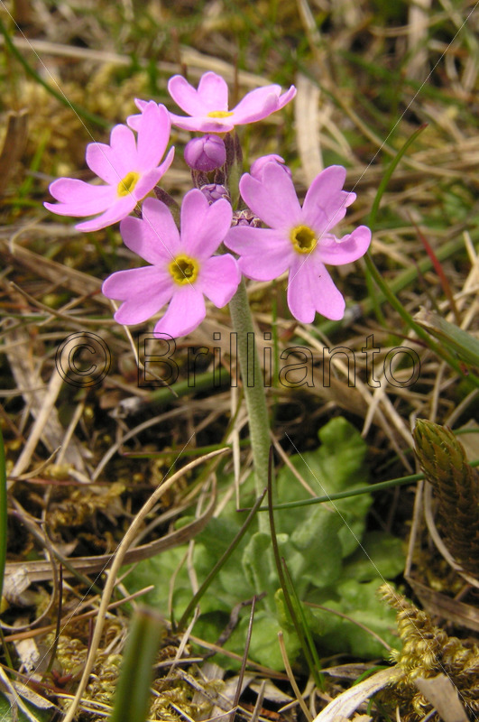 birds eye primrose - Brillianto Images