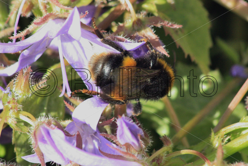 buff-tailed bumblebee - Brillianto Images