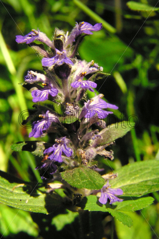 bugle - Brillianto Images