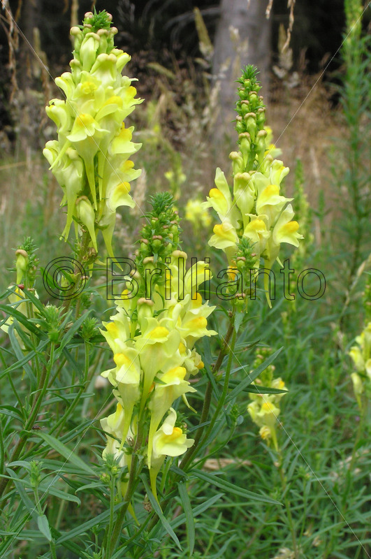 common toadflax - Brillianto Images