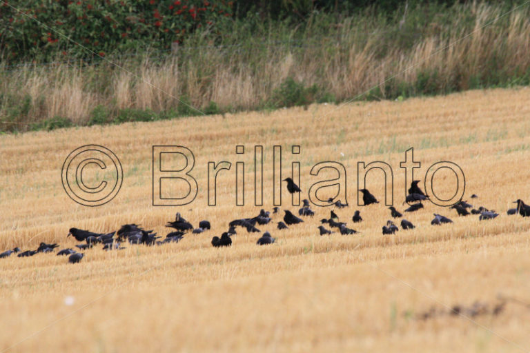 crows in field - Brillianto Images