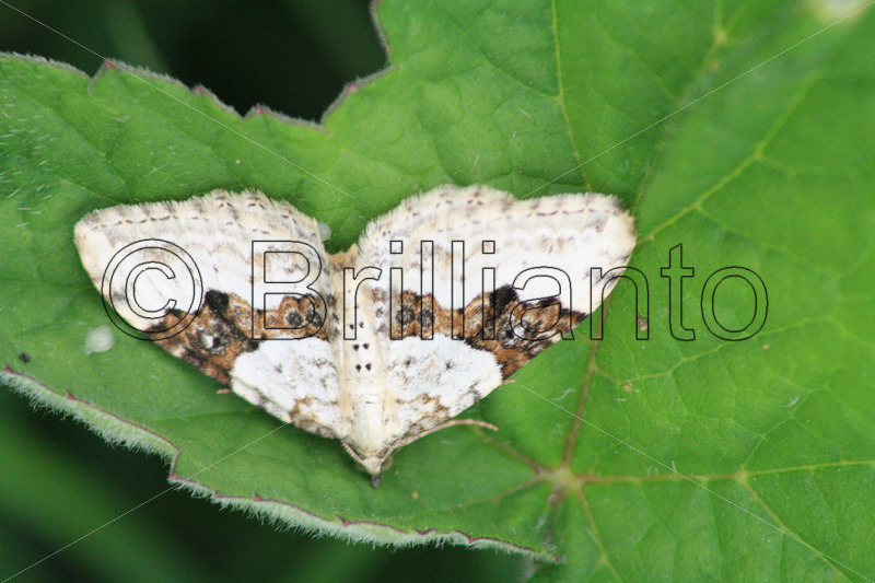 geometer moth - Brillianto Images