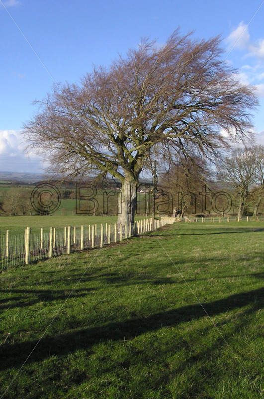 hedge row - Brillianto Images