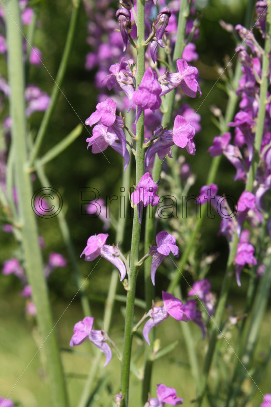 purple toadflax - Brillianto Images