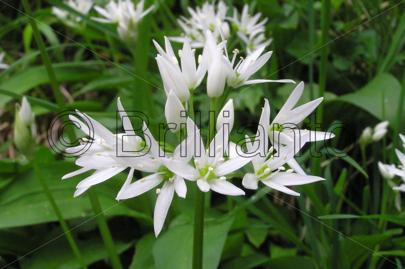 ramsons - Brillianto Images