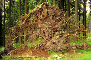 root plate - Brillianto Images