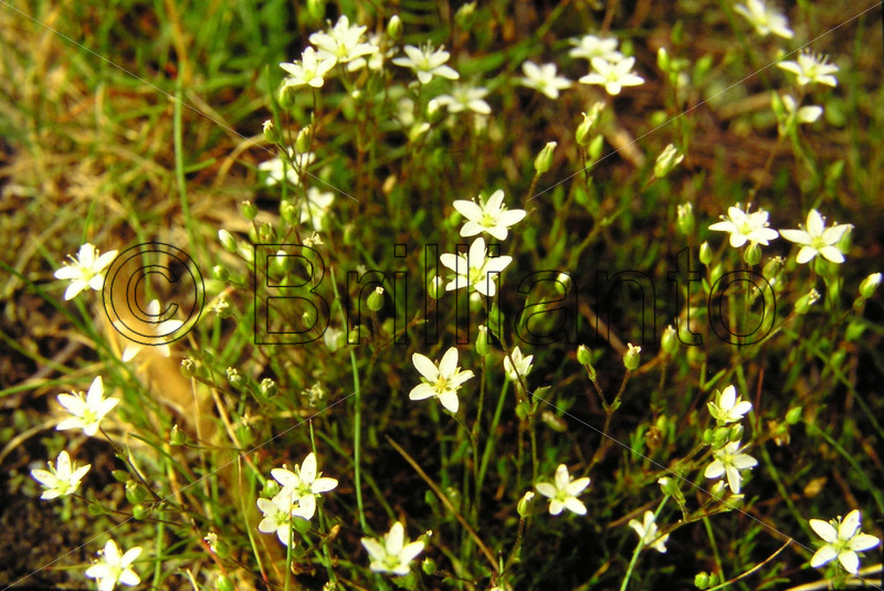 spring sandwort - Brillianto Images