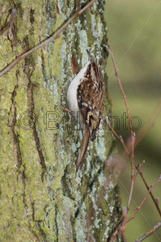 tree creeper - Brillianto Images