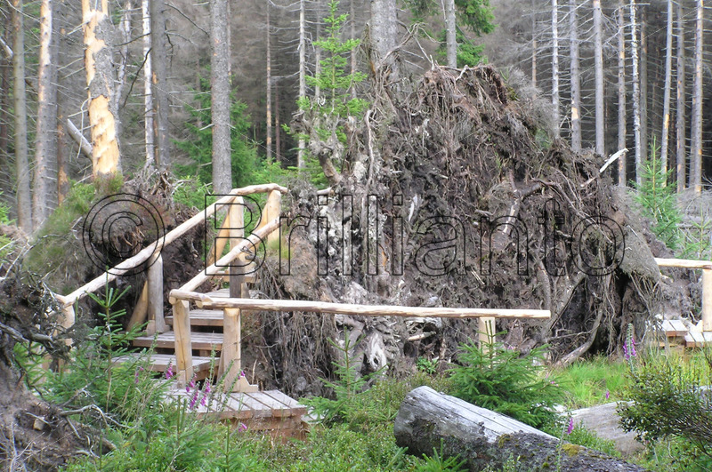 tree root plate - Brillianto Images