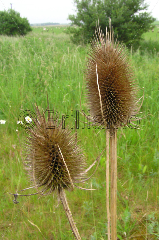 wild teasel - Brillianto Images